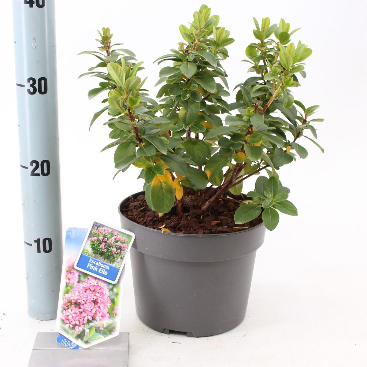 Escallonia laevis PINK ELLE — Plant Wholesale FlorAccess