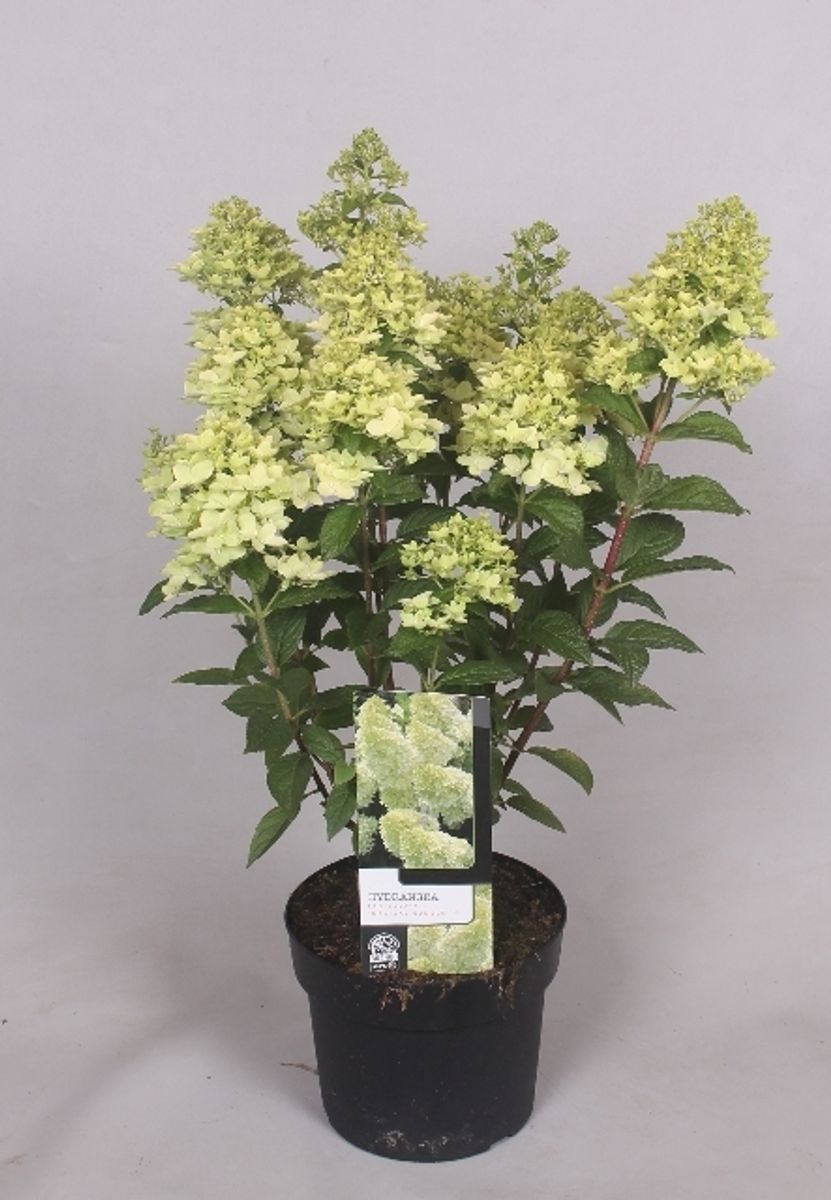 Hydrangea paniculata MAGICAL CANDLE — Toptan Bitki Satışı FlorAccess