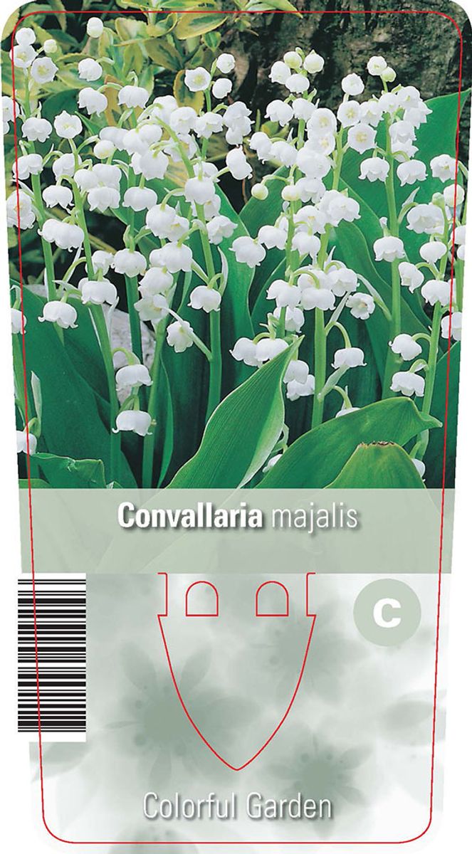 Convallaria majalis — Plant Wholesale FlorAccess