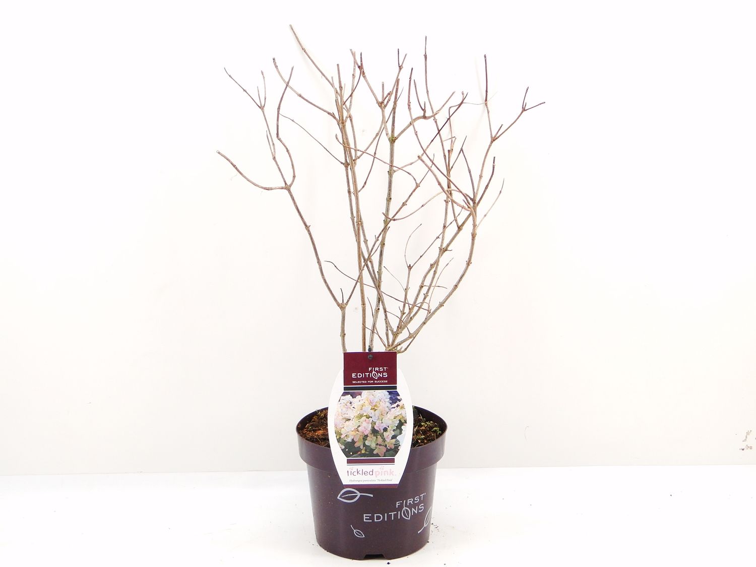 Hydrangea paniculata TICKLED PINK — Plant Wholesale FlorAccess