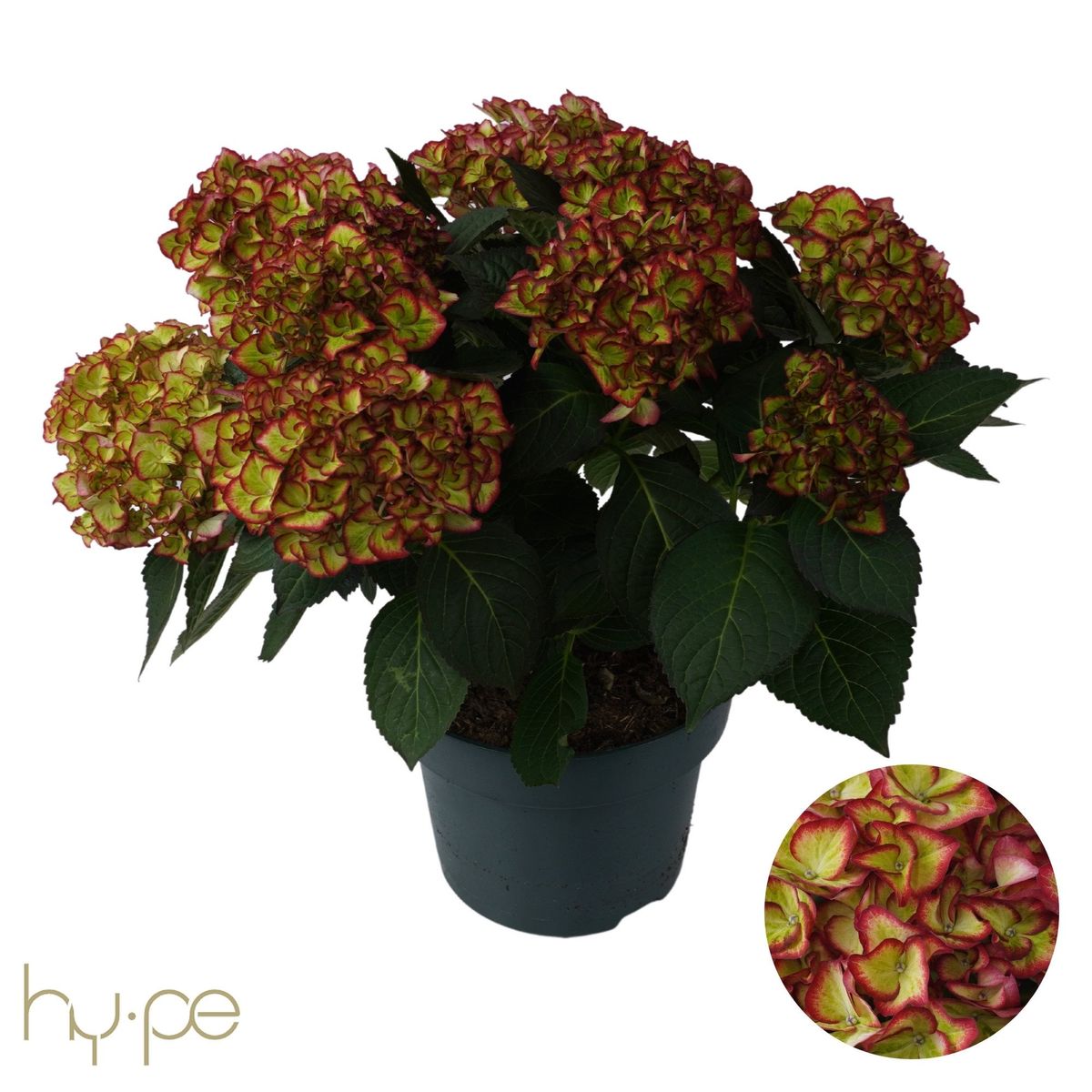 Hydrangea macrophylla HI MOON RED — Рослини оптом FlorAccess