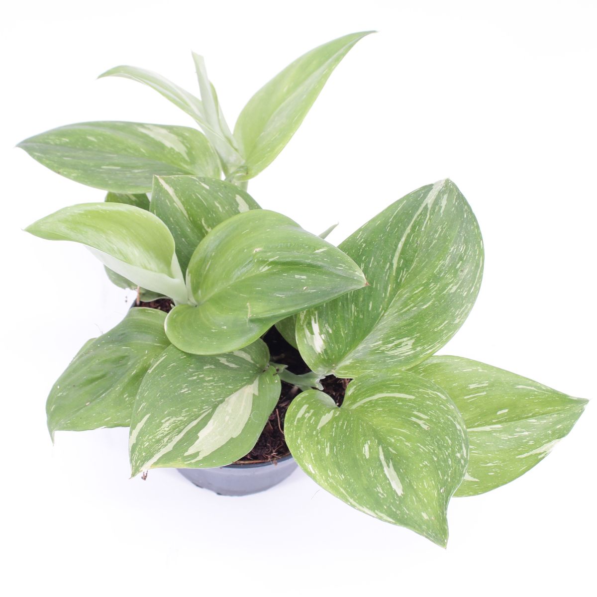 Scindapsus 'Rubicon' — Plant Wholesale FlorAccess