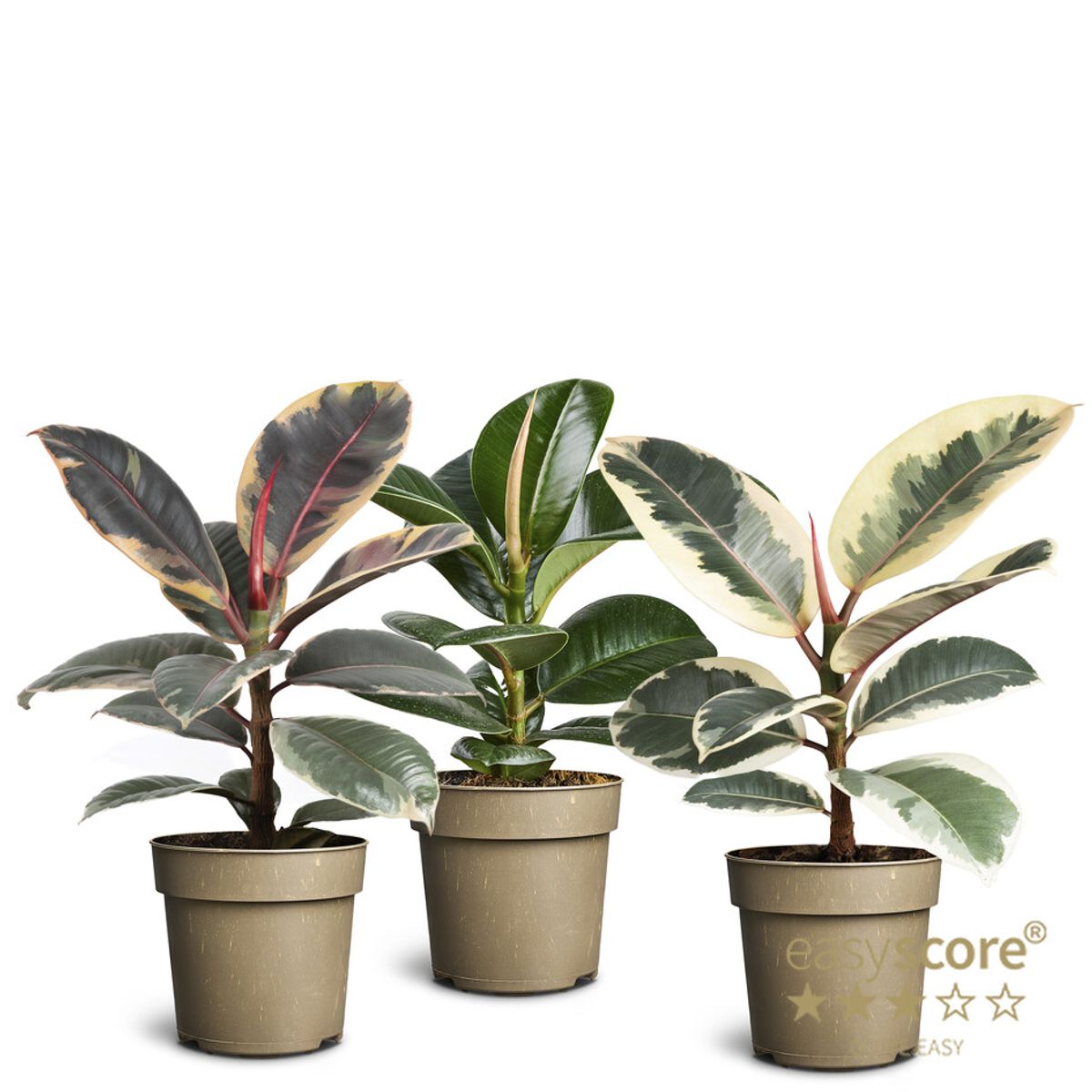 Ficus elastica MIX — Toptan Bitki Satışı FlorAccess