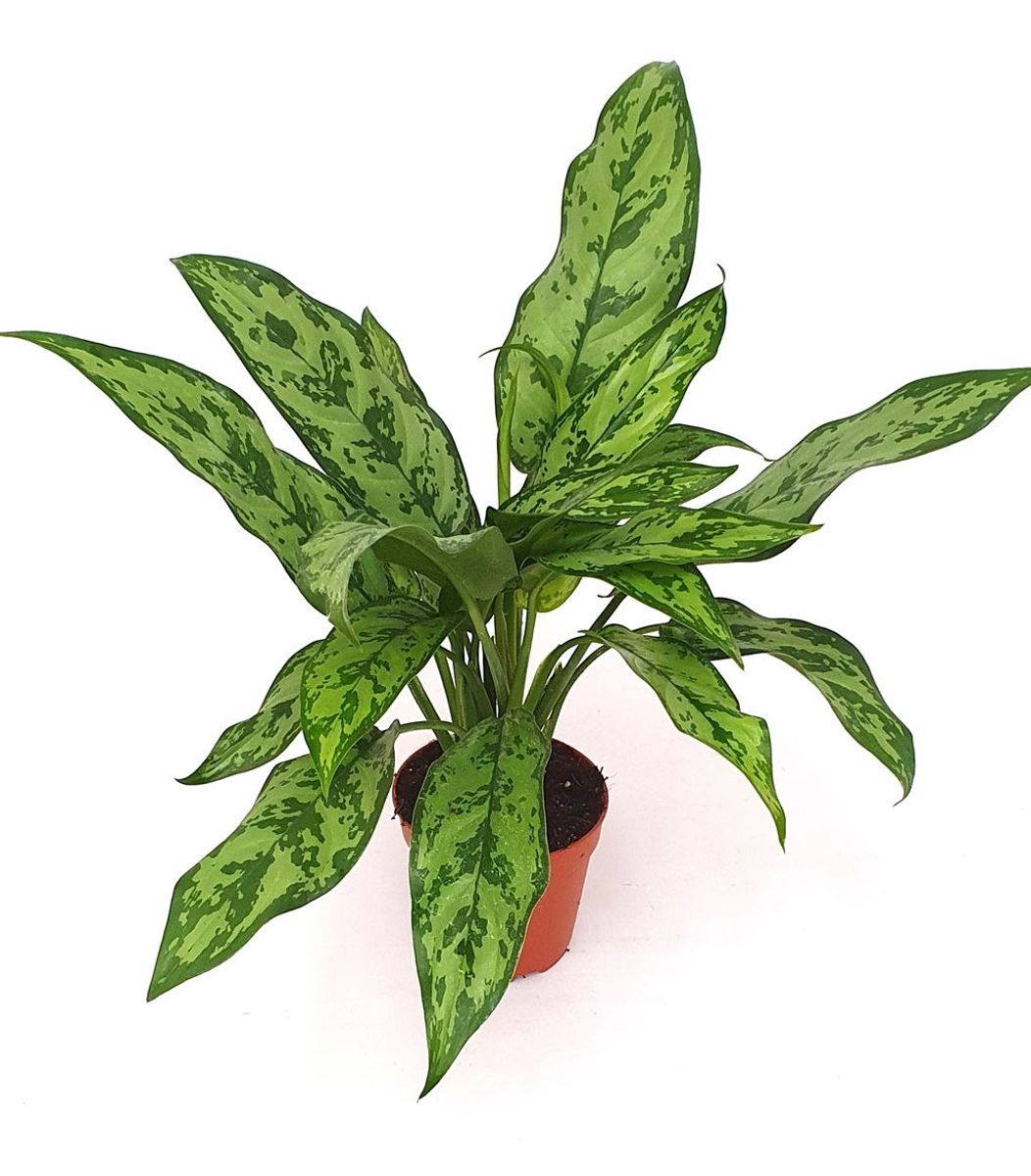 Aglaonema 'Romeo' — Plant Wholesale FlorAccess