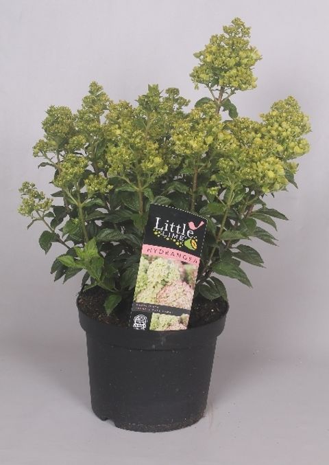 Hydrangea paniculata LITTLE LIME — Plant Wholesale FlorAccess