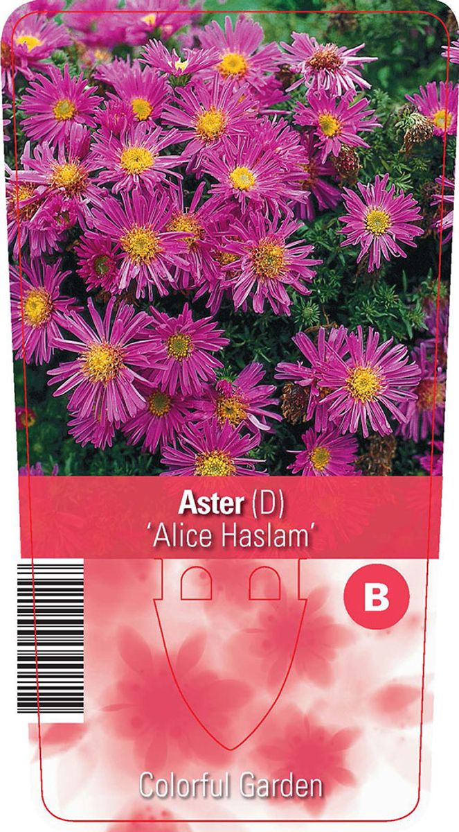 Aster 'Alice Haslam' — Plant Wholesale FlorAccess