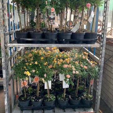 Rosa MIX — Plant Wholesale FlorAccess