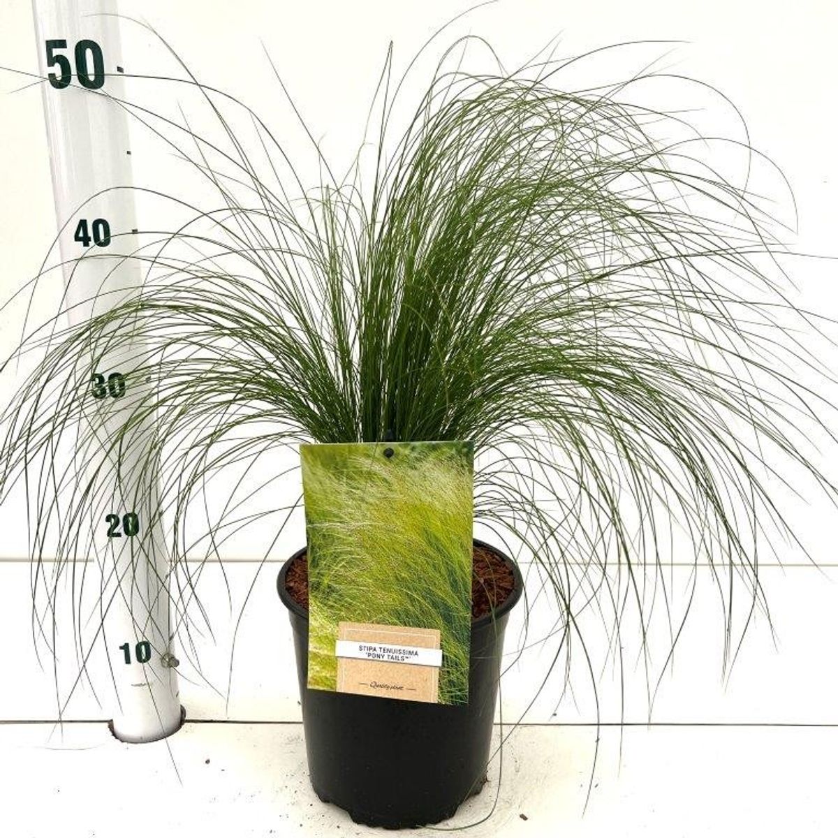Stipa tenuissima Ponytails FlorAccess