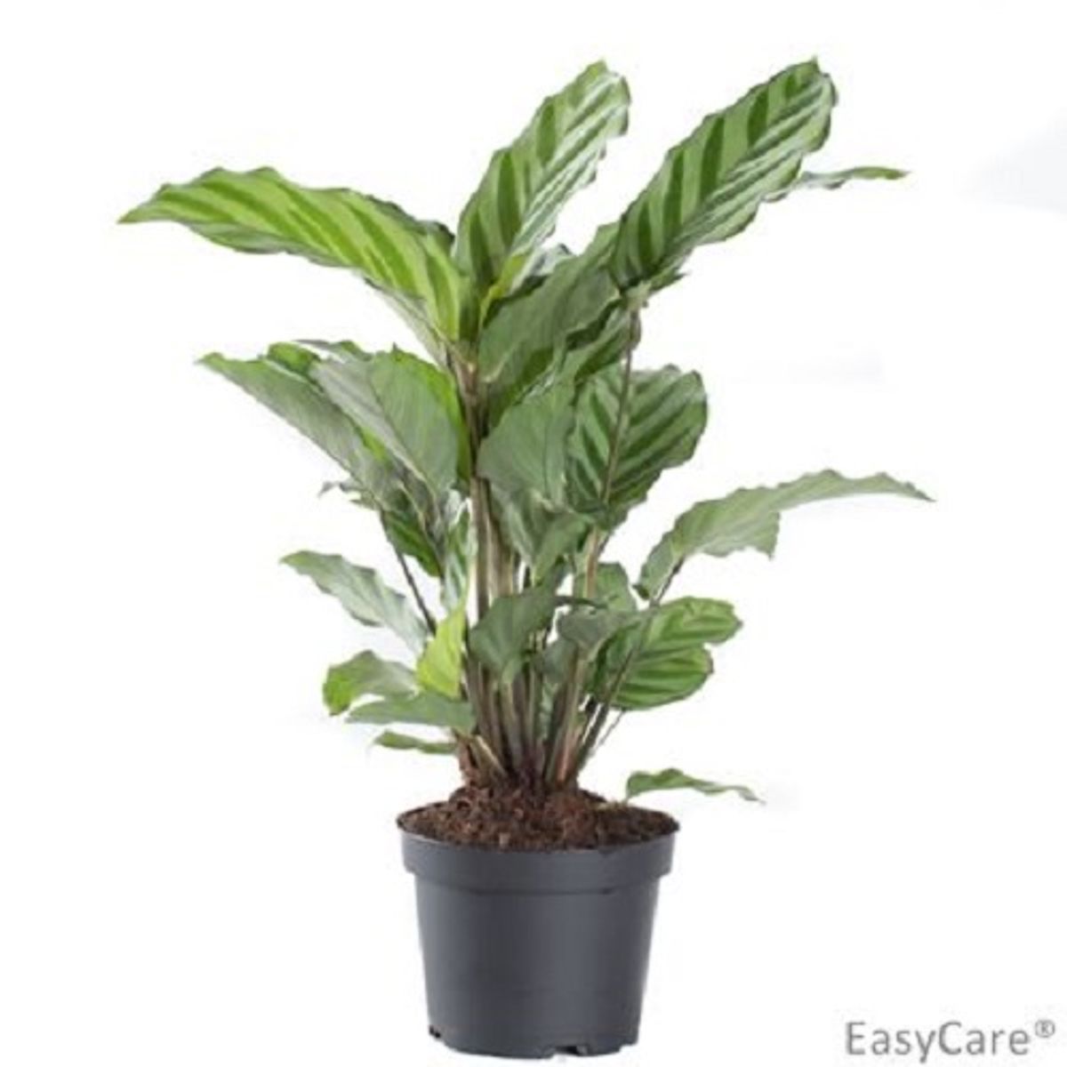 Calathea leopardina — Plant Wholesale FlorAccess