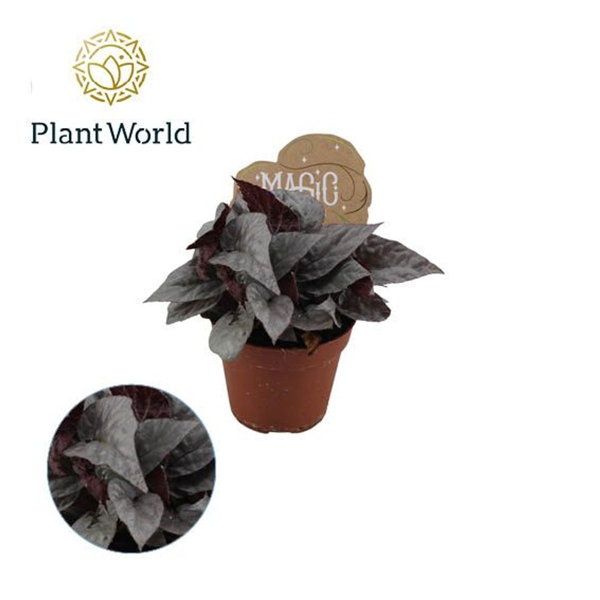 Begonia MAGIC COLOURS SILVER LIMBO — Plant Wholesale FlorAccess