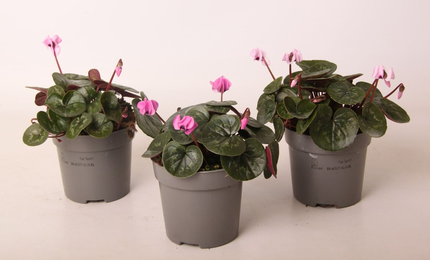 Cyclamen coum — Plant Wholesale FlorAccess