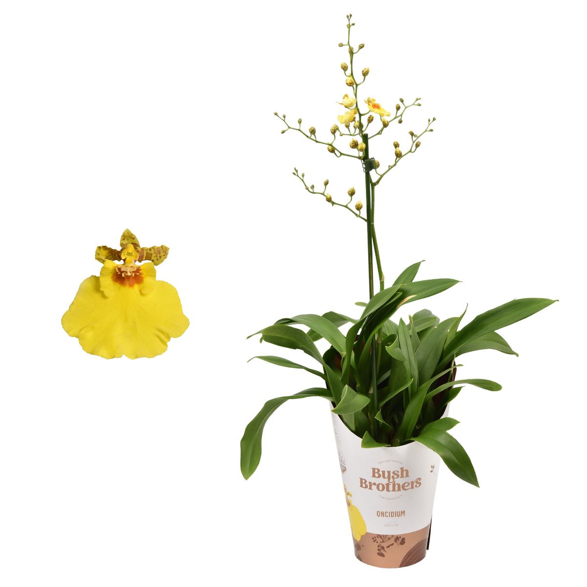 Oncidium 'Münsterland Stern' — Plant Wholesale FlorAccess