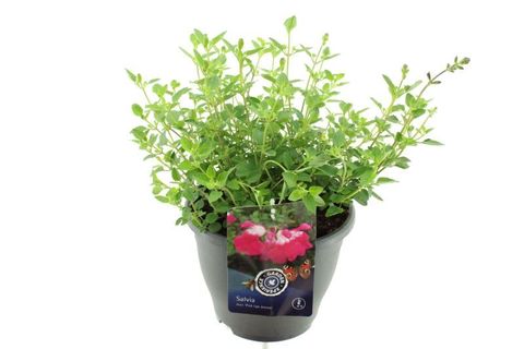 Salvia microphylla PINK LIPS — Plant Wholesale FlorAccess