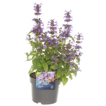 Nepeta NEPTUNE — Plant Wholesale FlorAccess