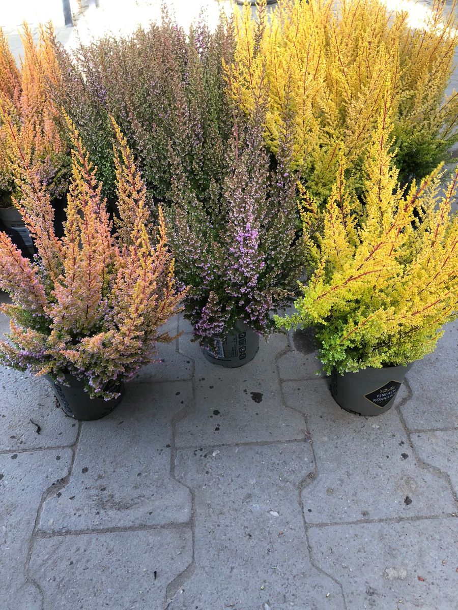 Erica sparsa MIX — Plant Wholesale FlorAccess