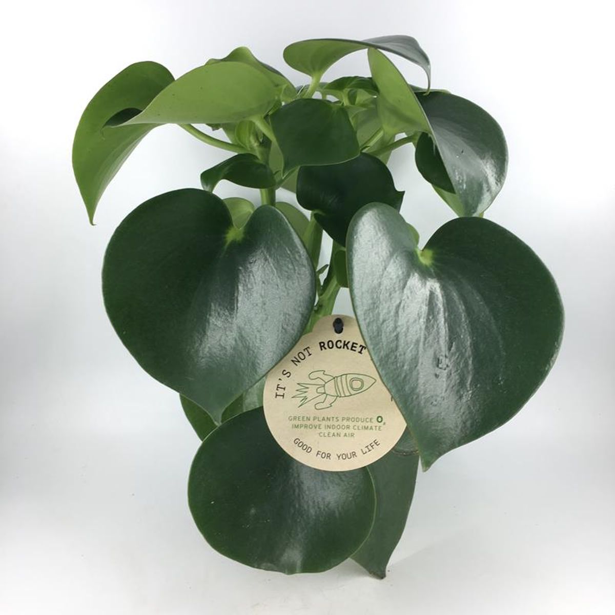 Peperomia polybotrya 'Raindrop' — Plant Wholesale FlorAccess