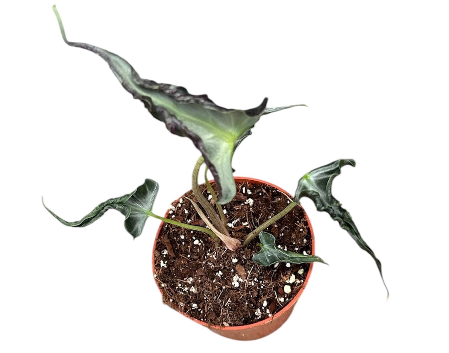 Alocasia 'Loco' — Plant Wholesale FlorAccess