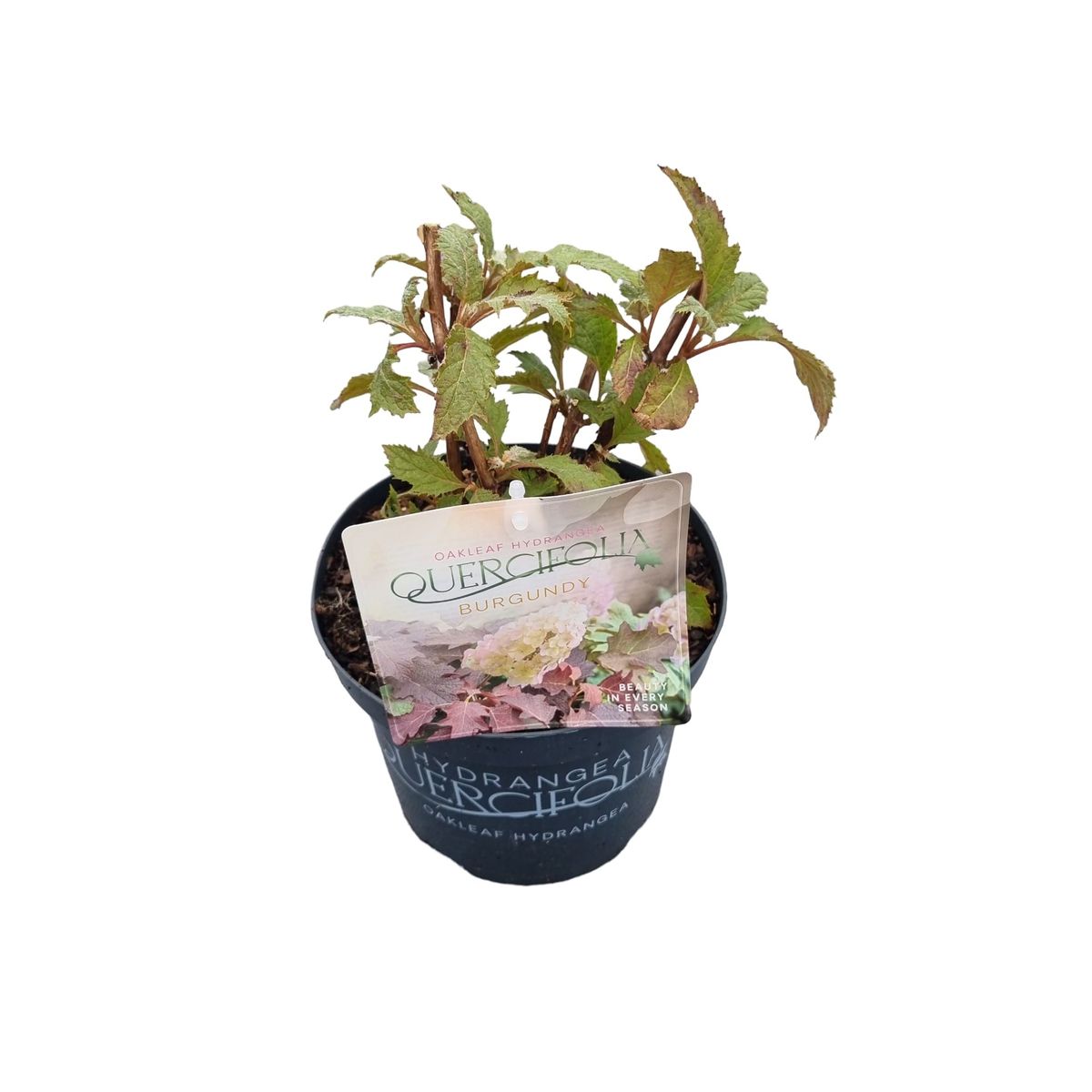 Hydrangea quercifolia 'Burgundy' — Рослини оптом FlorAccess