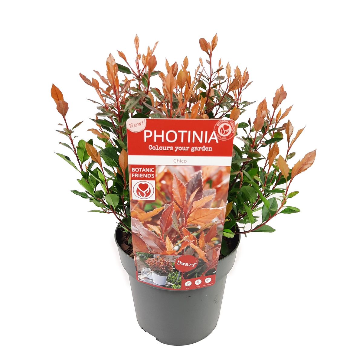 Photinia x fraseri CHICO — Mayorista de plantas FlorAccess