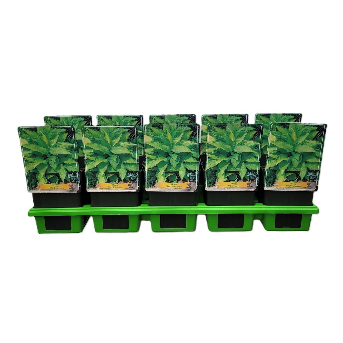 Hosta 'Lady Guinevere' — Plant Wholesale FlorAccess