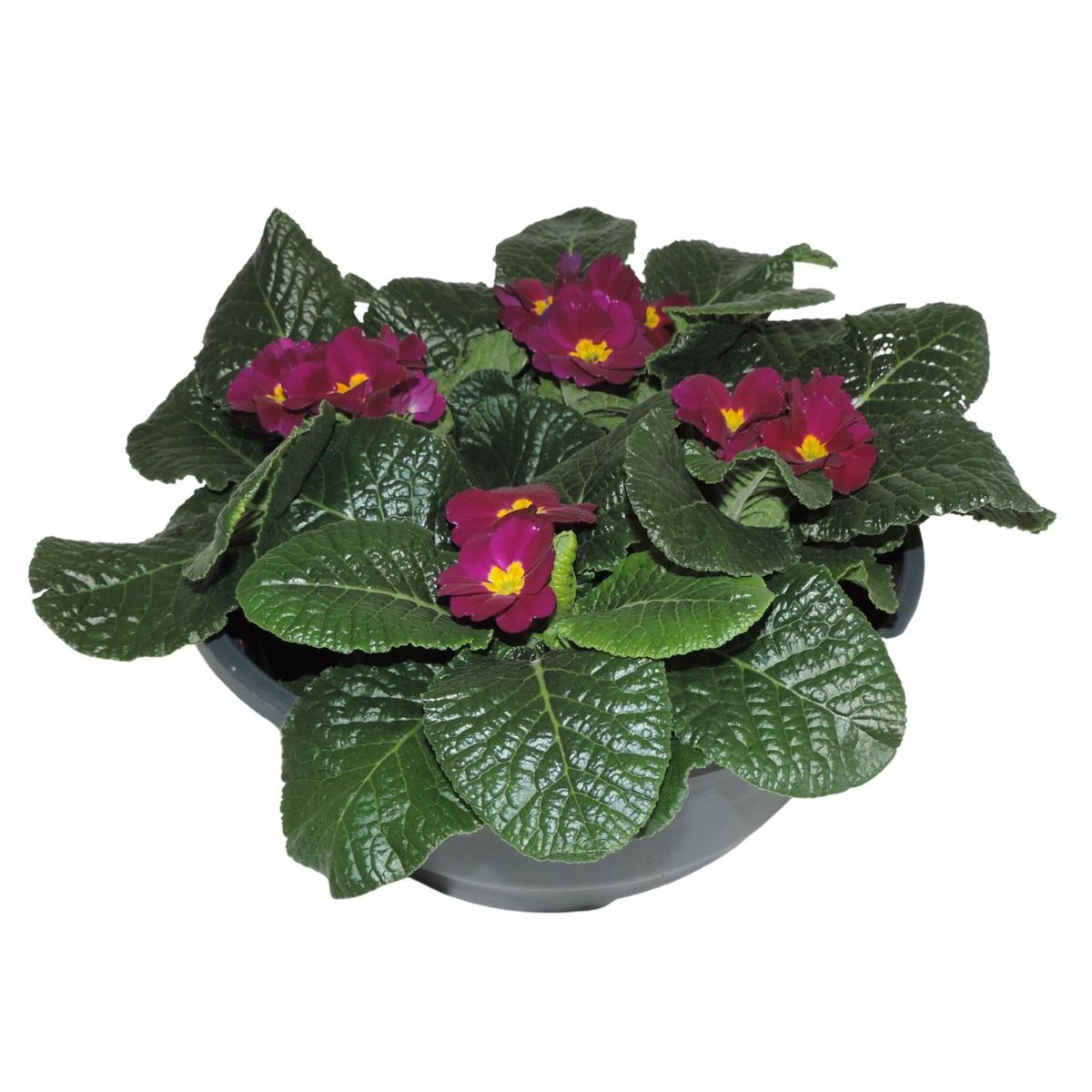 Primula 'Salome Violet' — Plant Wholesale FlorAccess
