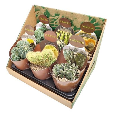 Cactus MIX — Plant Wholesale FlorAccess