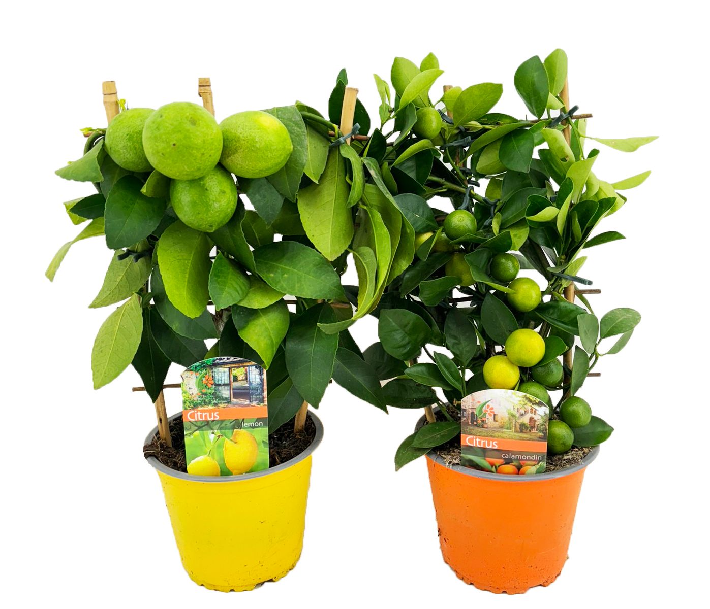 Citrus MIX — Pflanzengroßhandel FlorAccess