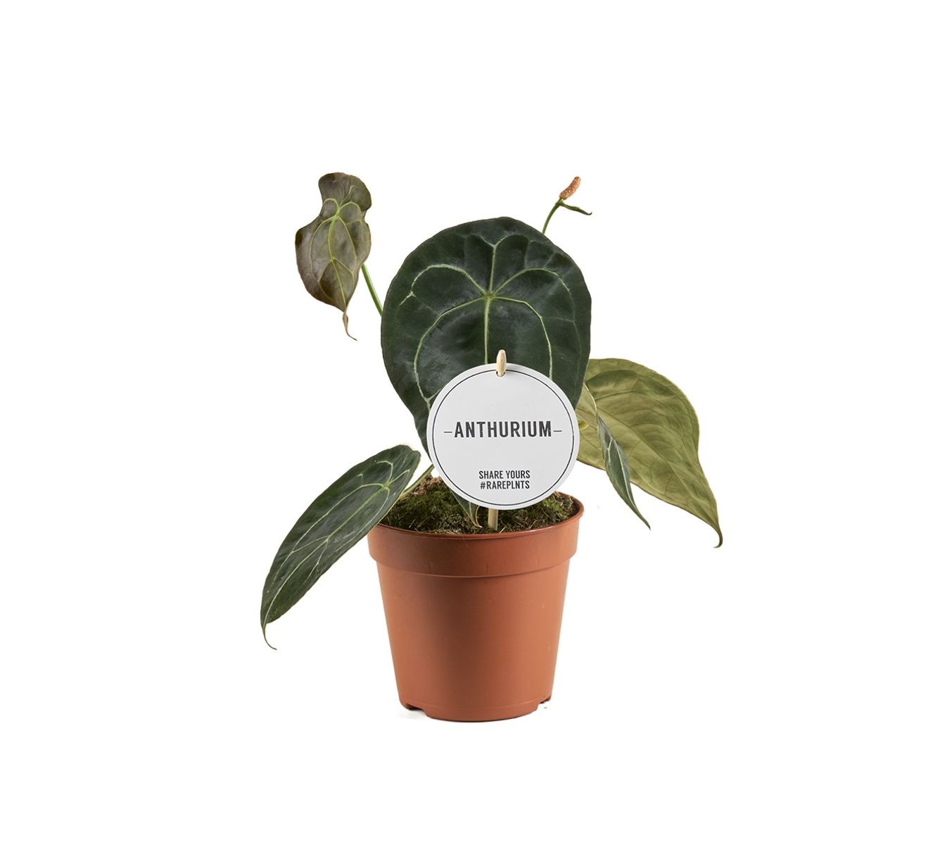 Anthurium forgetii — Plant Wholesale FlorAccess