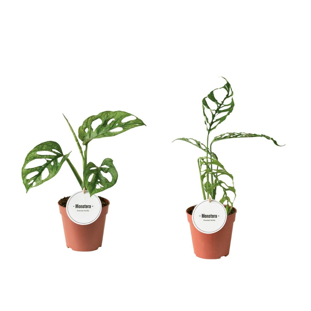 Monstera MIX — Plant Wholesale FlorAccess