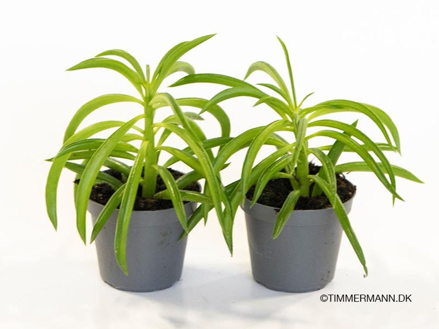 Peperomia HAPPY-BEAN — Plant Wholesale FlorAccess