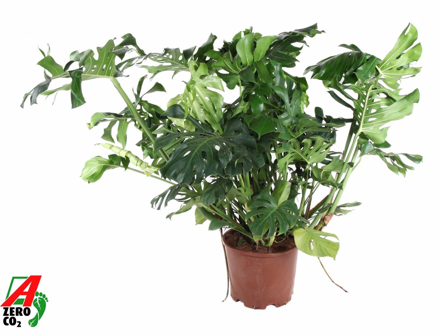 Monstera deliciosa — Plant Wholesale FlorAccess