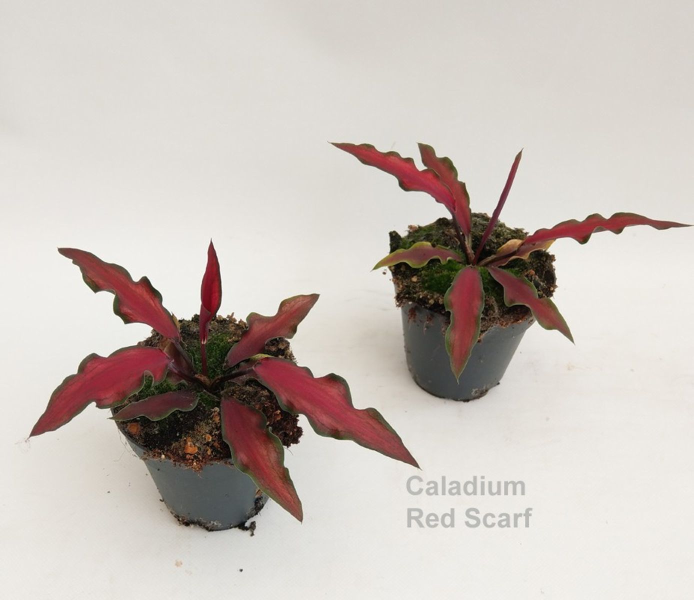 Caladium 'Red Scarf' — Plant Wholesale FlorAccess
