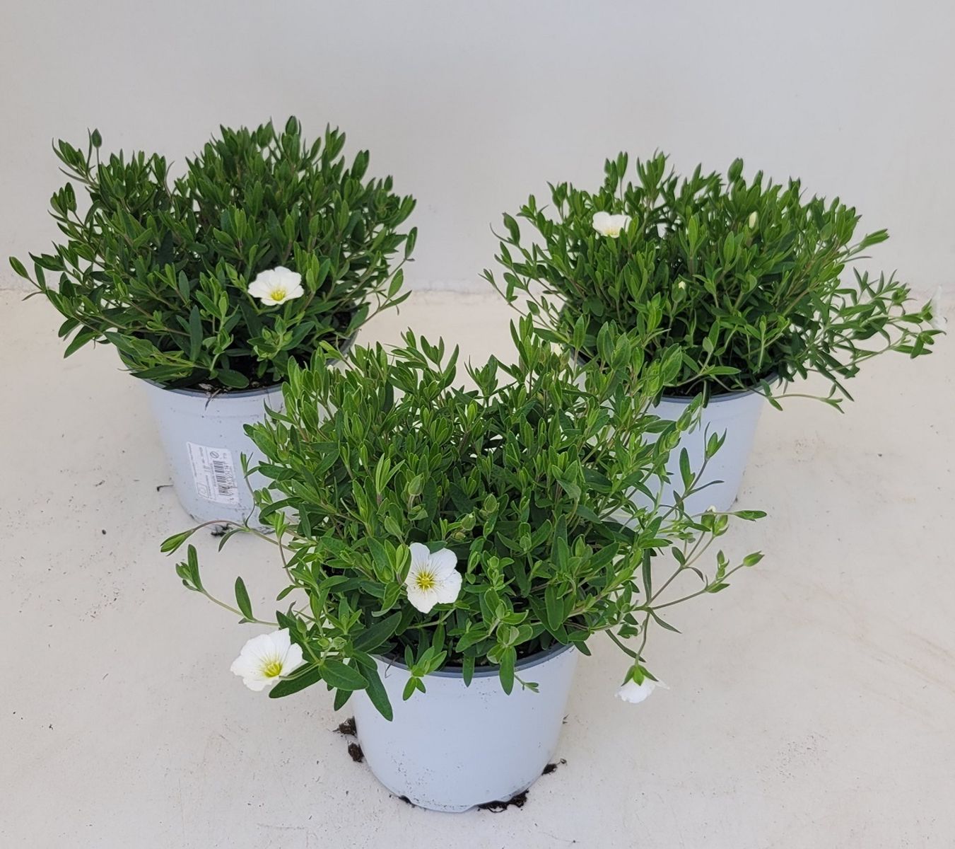 Arenaria montana SUMMER WHITE — Plant Wholesale FlorAccess