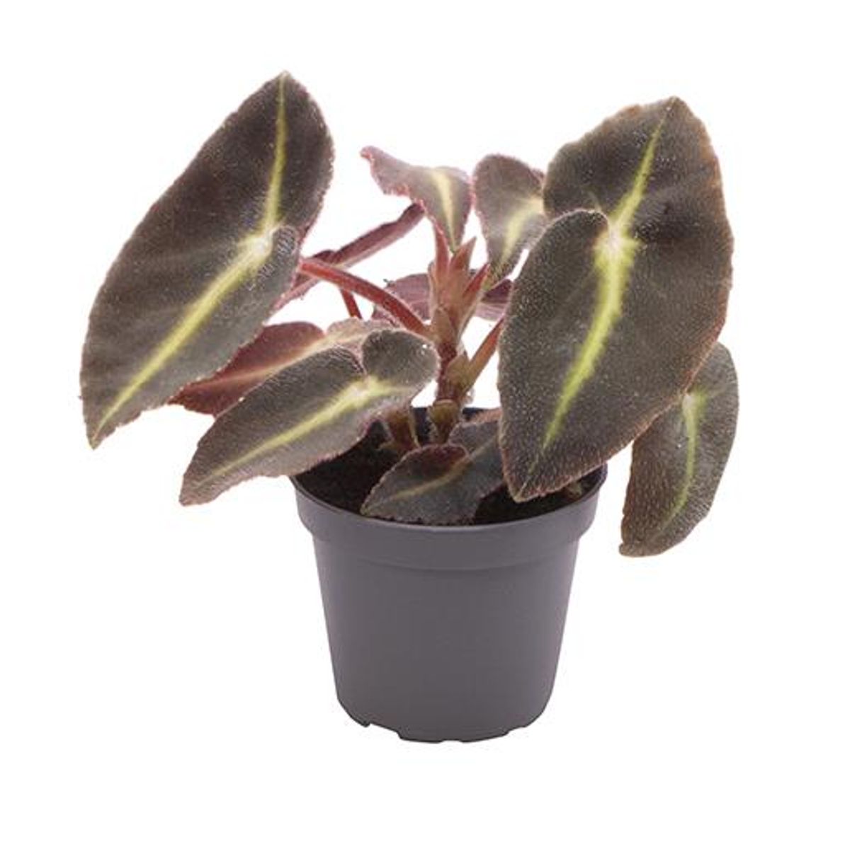 Begonia listada — Plant Wholesale FlorAccess