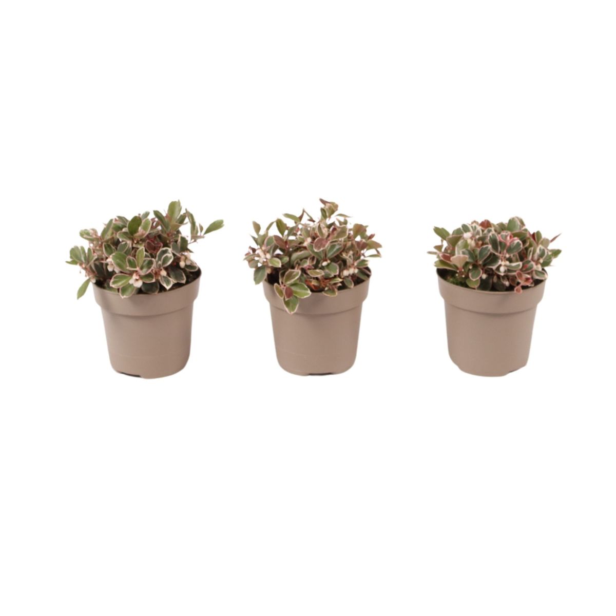 Gaultheria procumbens WINTER SPLASH — Plant Wholesale FlorAccess