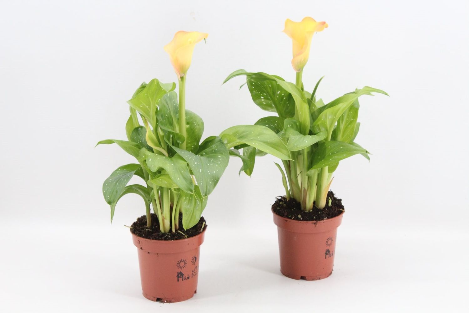 Zantedeschia 'Captain Brunello' — Plant Wholesale FlorAccess