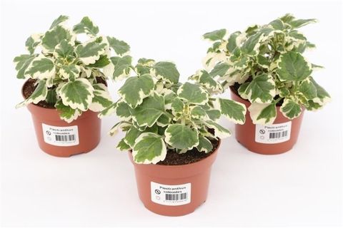 Plectranthus coleoides — Plant Wholesale FlorAccess