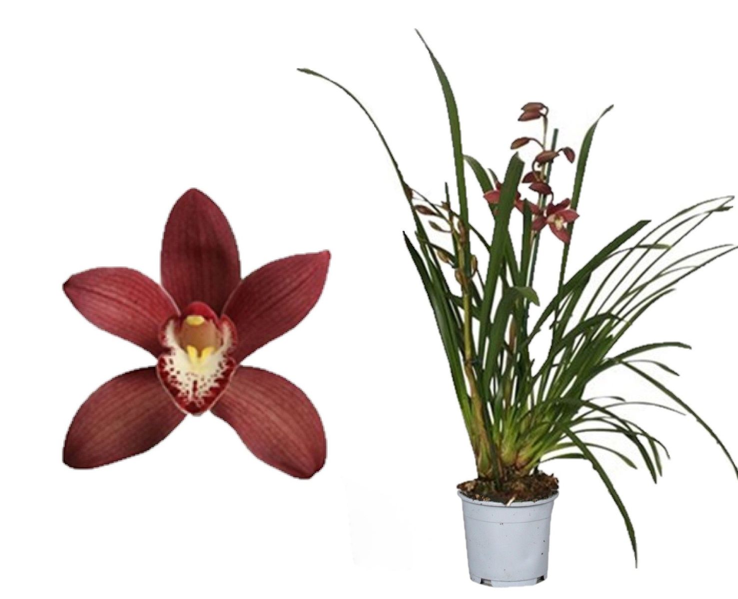 Cymbidium PEARL FLOR — Plant Wholesale FlorAccess