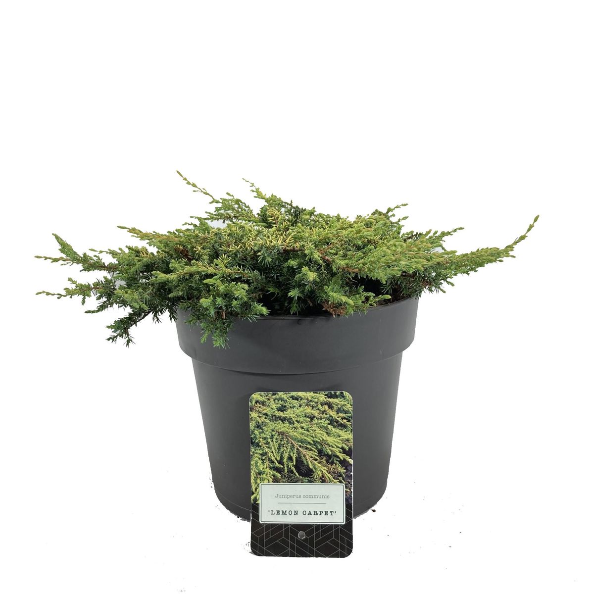Juniperus communis 'Lemon Carpet' — Plant Wholesale FlorAccess