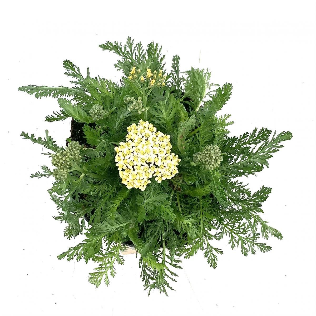 Achillea millefolium MILLY ROCK YELLOW TERRACOTTA — Plant Wholesale ...