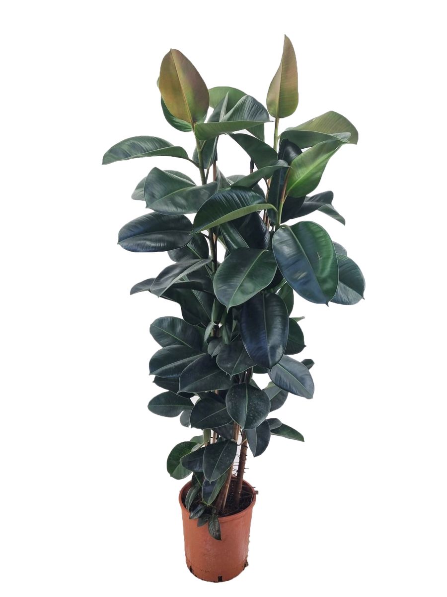 Ficus elastica 'Robusta' — Plant Wholesale FlorAccess