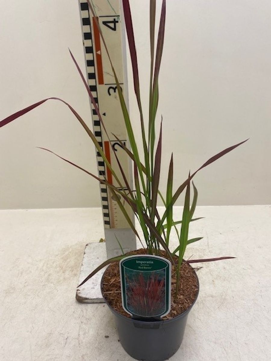 Imperata cylindrica 'Red Baron' — Plant Wholesale FlorAccess