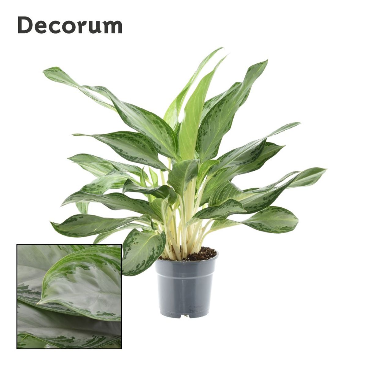 Aglaonema 'Golden Bay' — Plant Wholesale FlorAccess