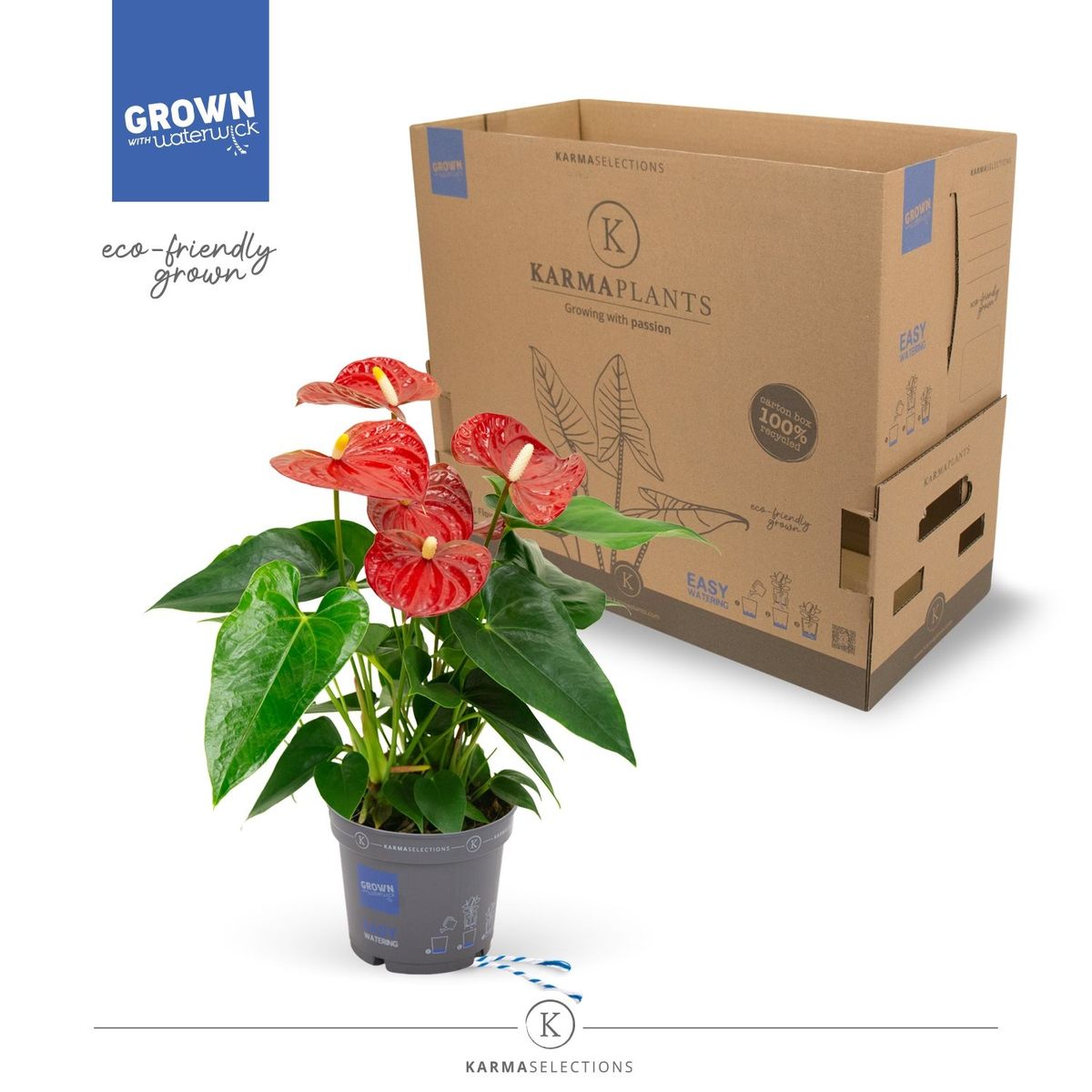 Anthurium KARMA RED — Plant Wholesale FlorAccess