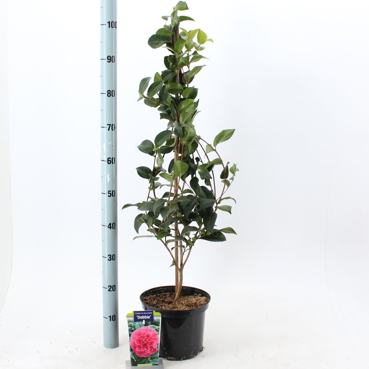 Camellia x williamsii 'Debbie' — Plant Wholesale FlorAccess