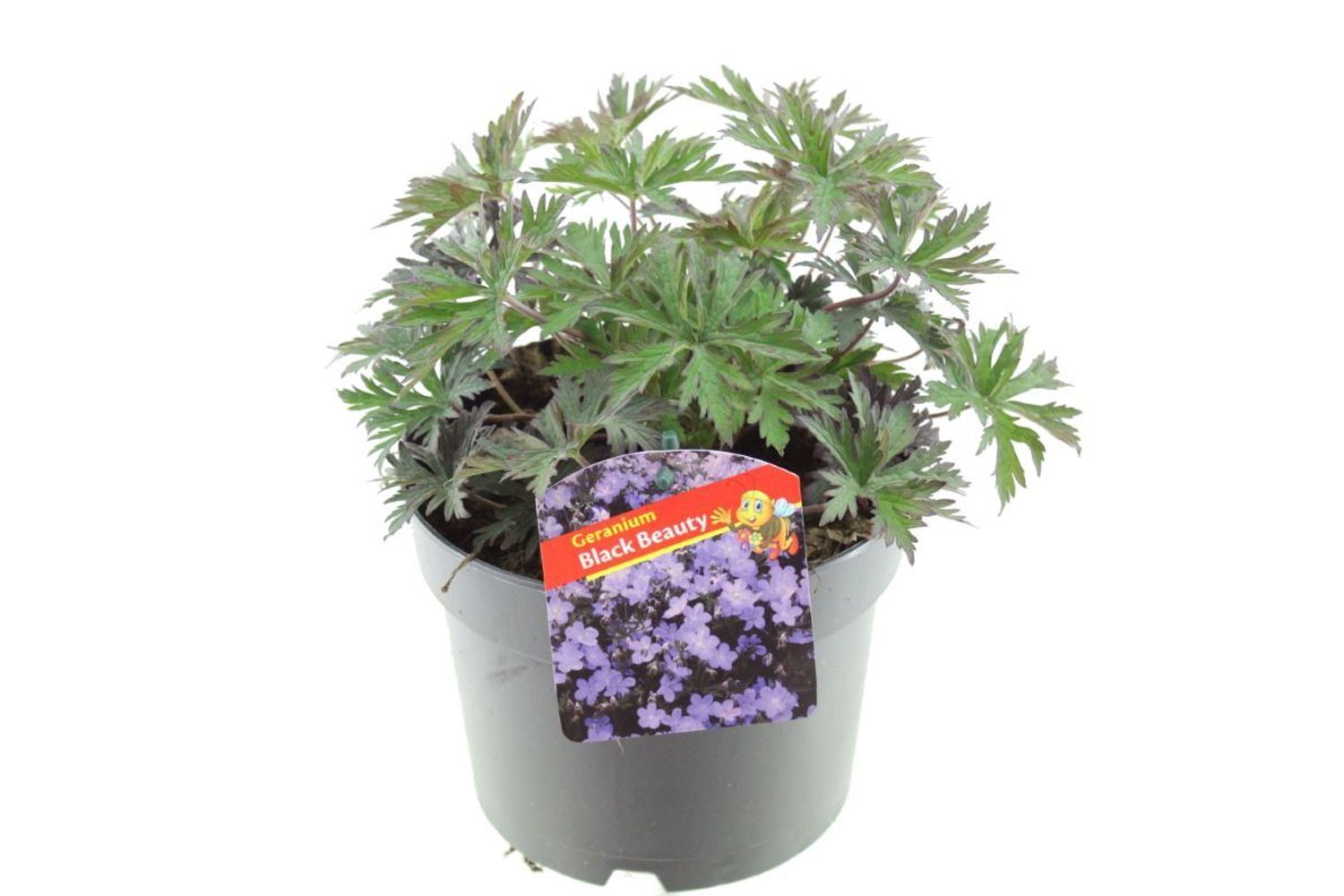 Geranium pratense BLACK BEAUTY — Plant Wholesale FlorAccess