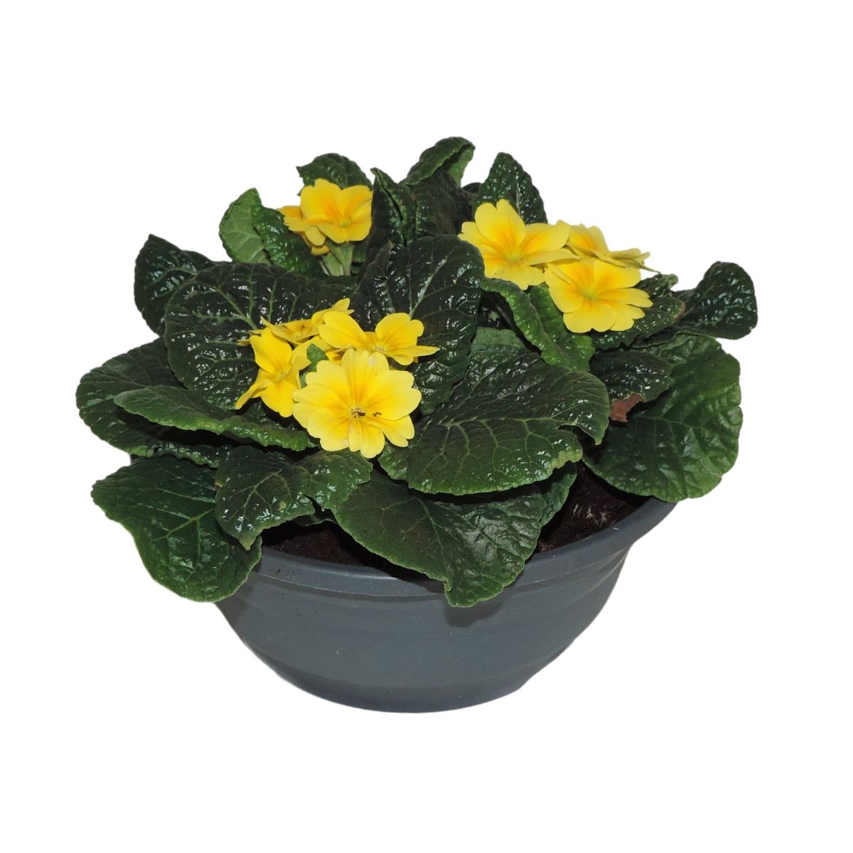 Primula 'Cairo Golden Yellow' — Рослини оптом FlorAccess