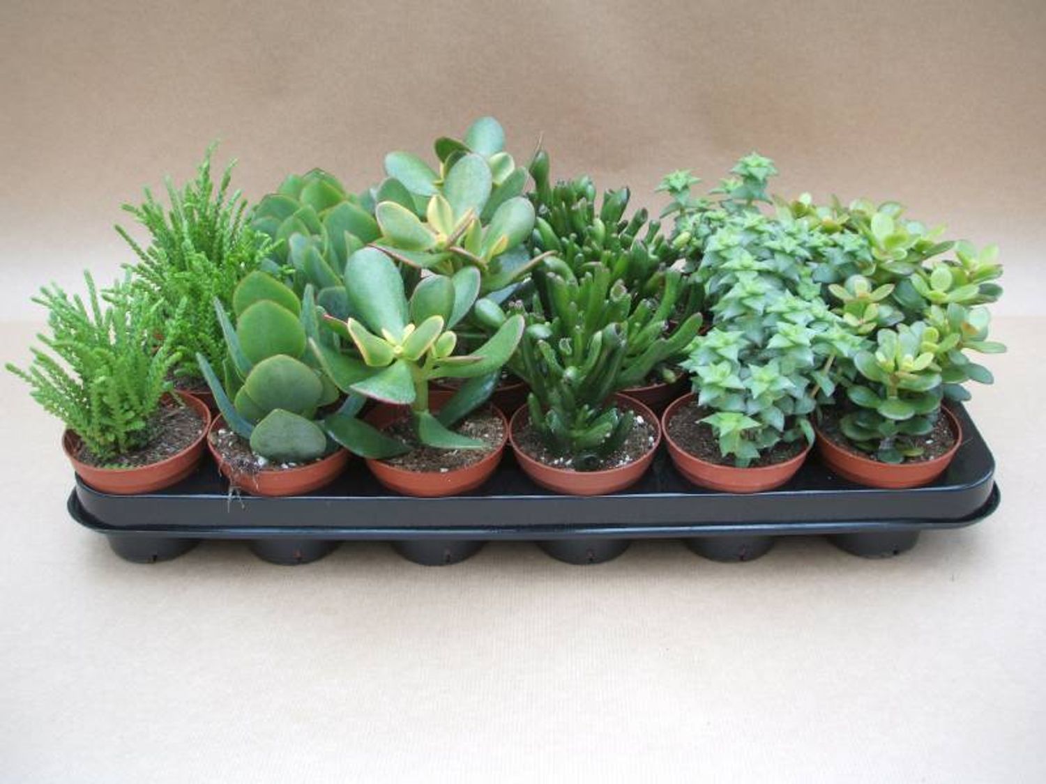 Crassula MIX — Plant Wholesale FlorAccess