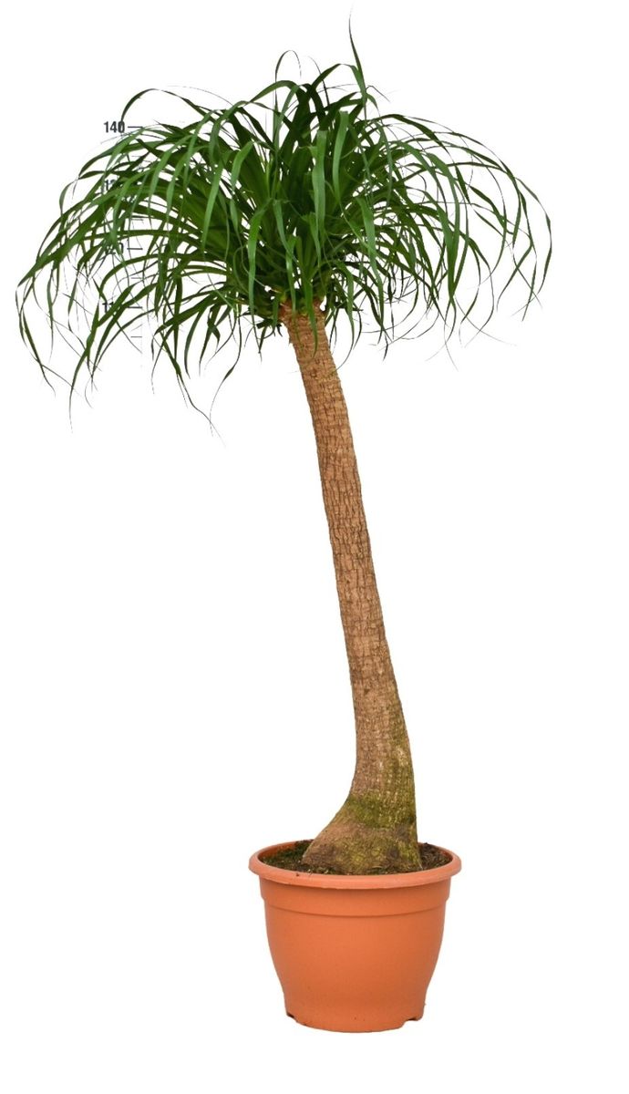 Beaucarnea recurvata — Plant Wholesale FlorAccess