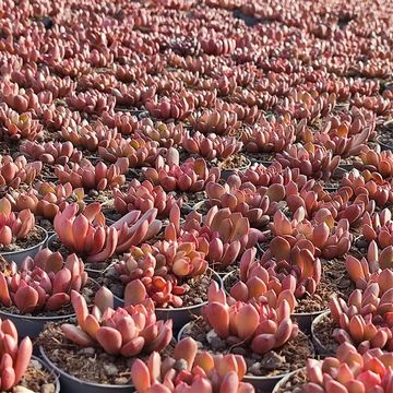 x Graptoveria 'Bashful' — Plant Wholesale FlorAccess